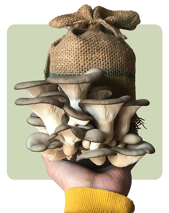 Caley Brothers | Mushroom Grow Kits & Workshops in Sussex | Caley Brothers