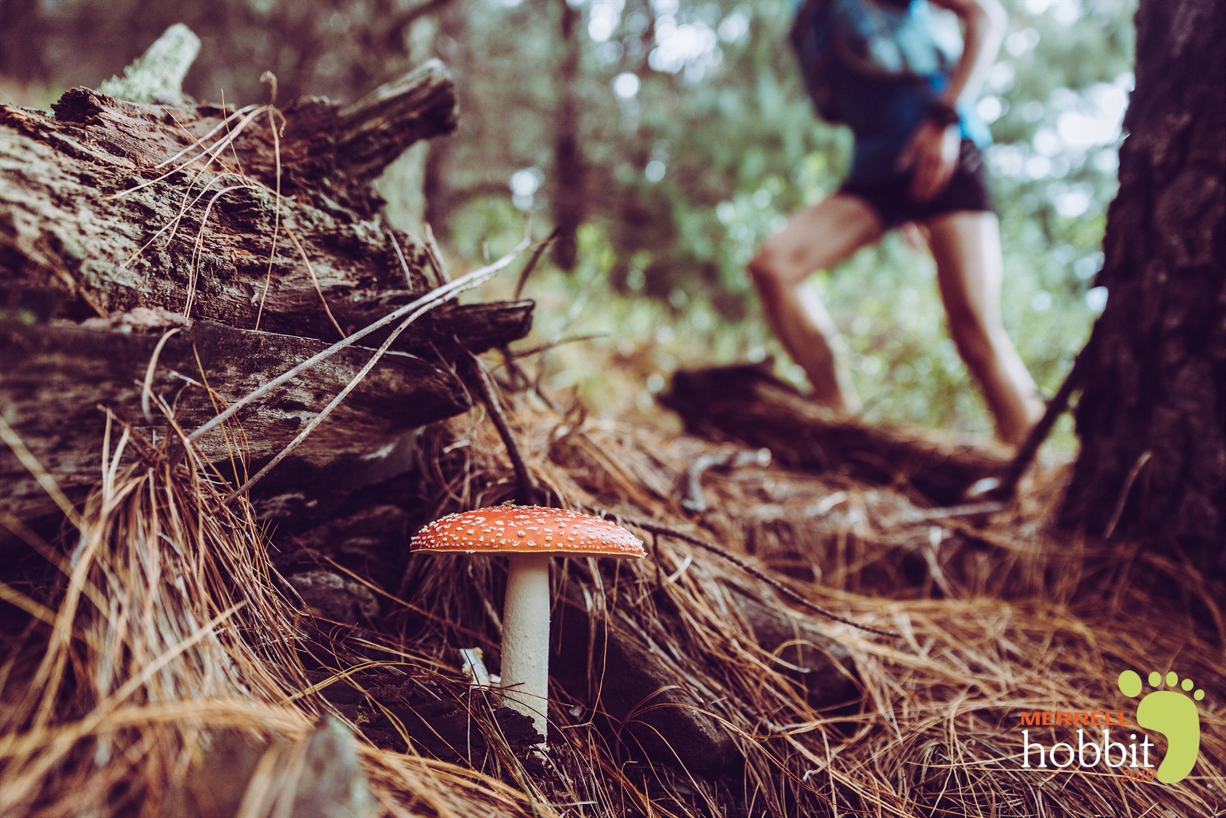 Hobbit 16km Forest Run — Hobbit Trail Runs