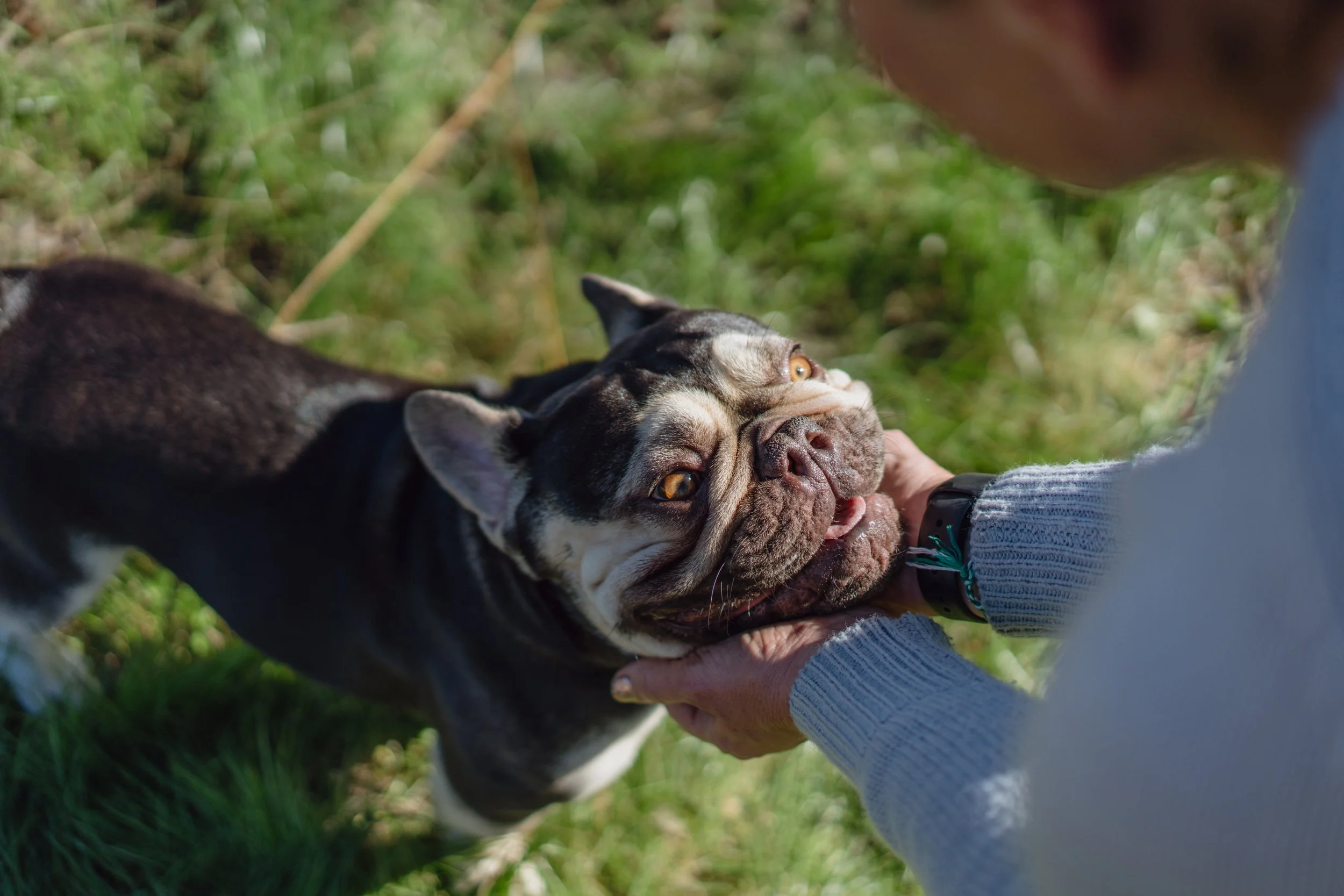 Frequently Asked Questions — Dream Workz Frenchies