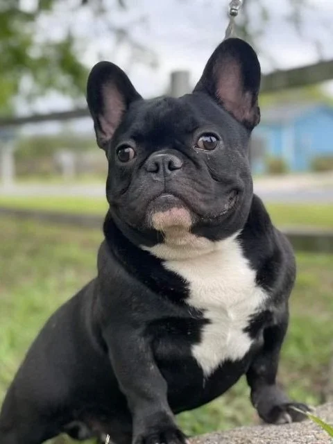 Dream Workz Frenchies - French Bulldog Breeder