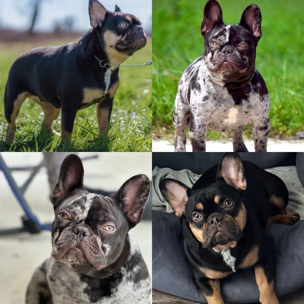 French Bulldog Puppies for sale — Dream Workz Frenchies