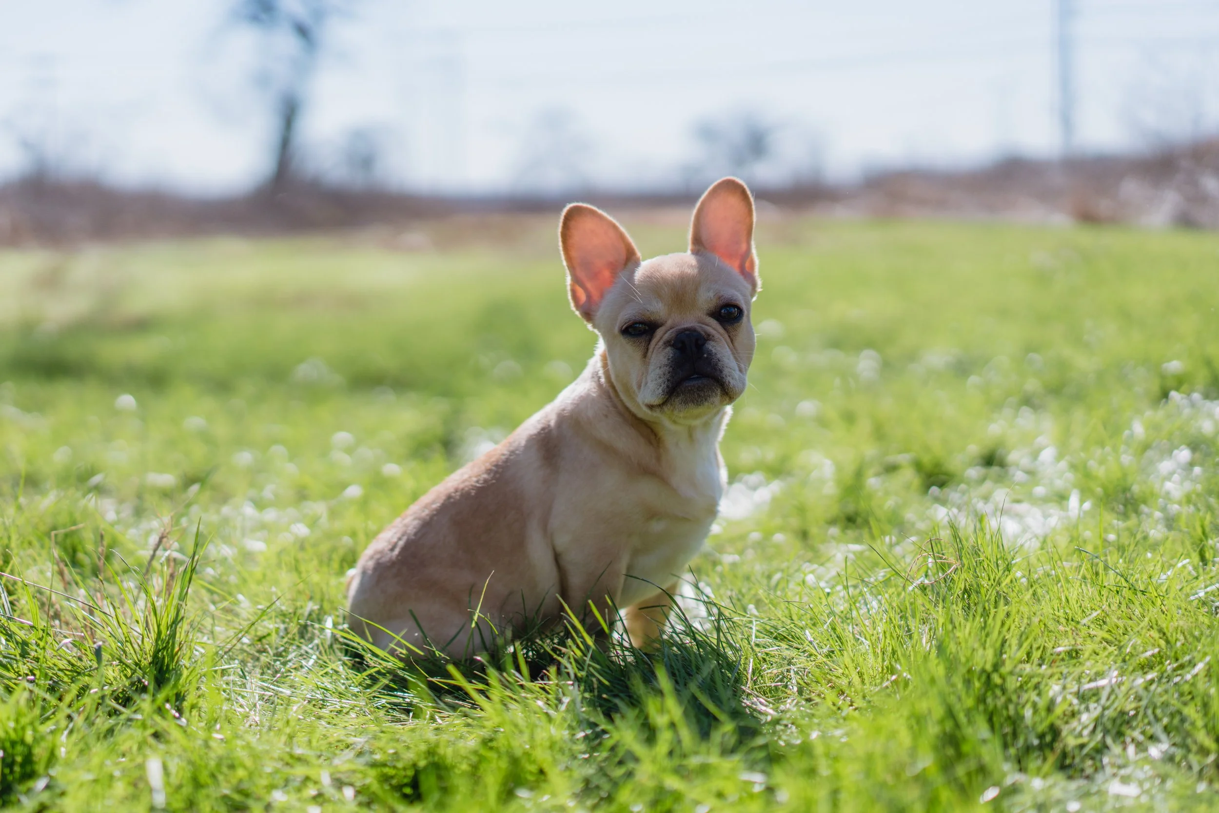 Our Stud - Golden Graham — Dream Workz Frenchies