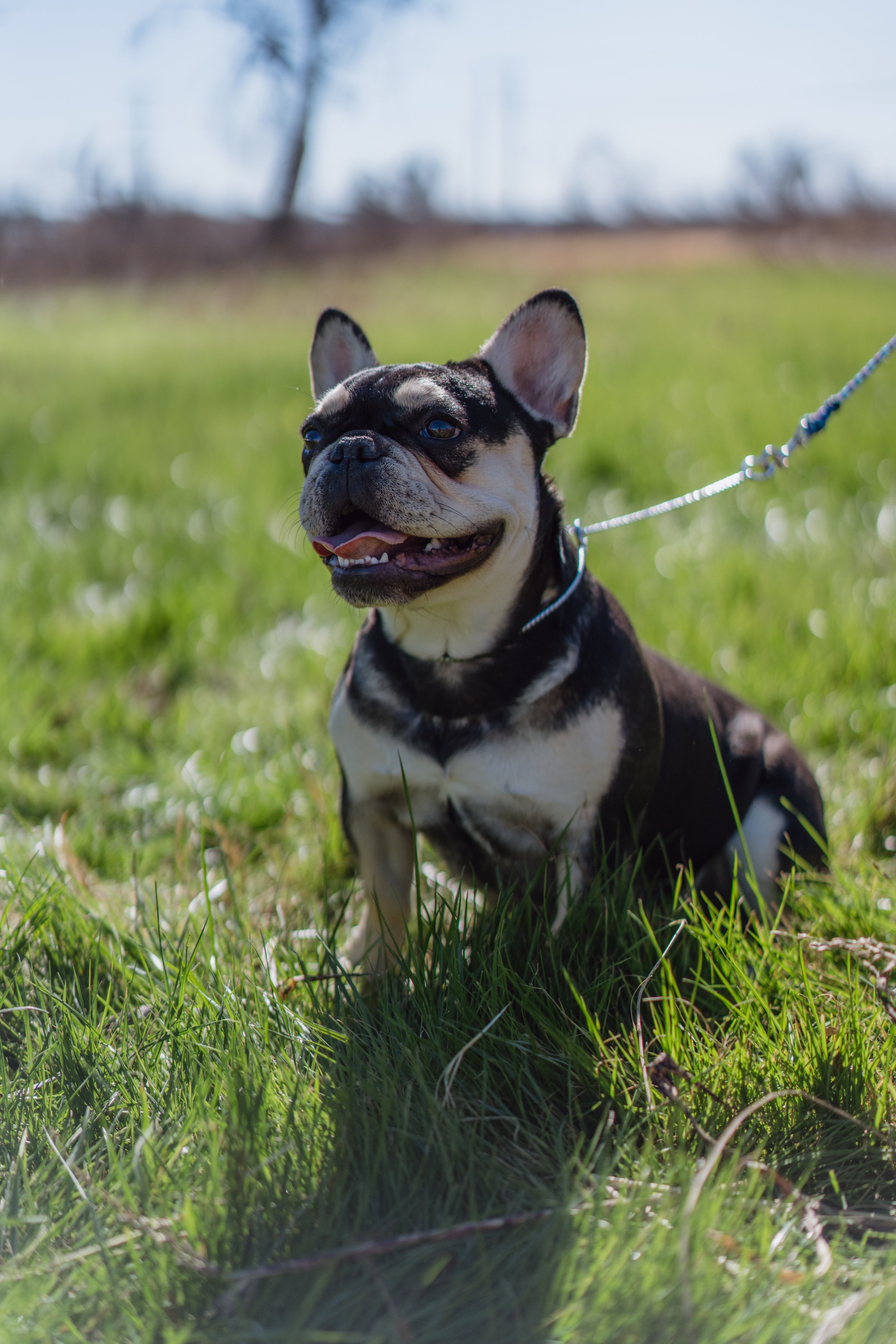 Dream Workz Frenchies - French Bulldog Breeder