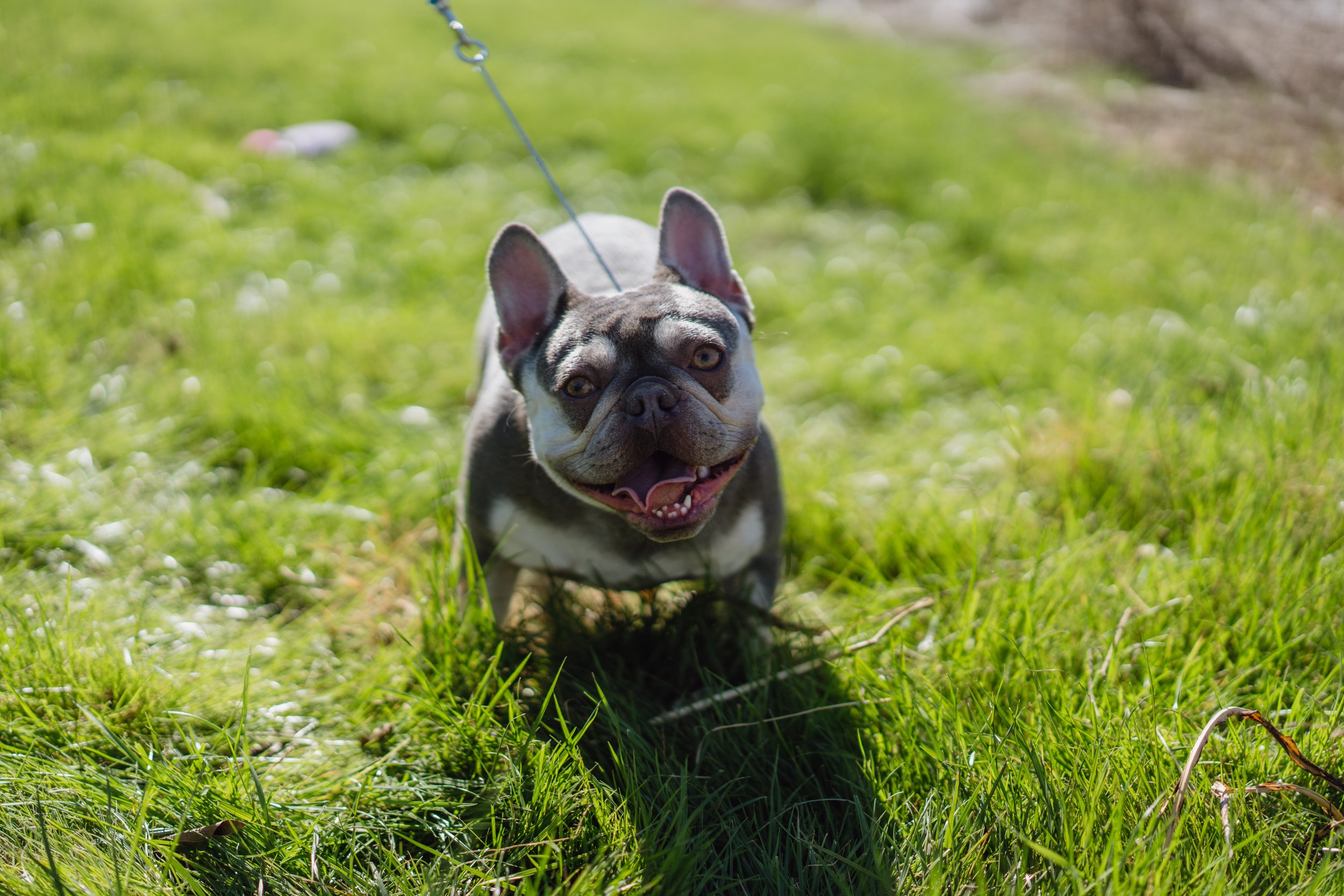 Dream Workz Frenchies - French Bulldog Breeder