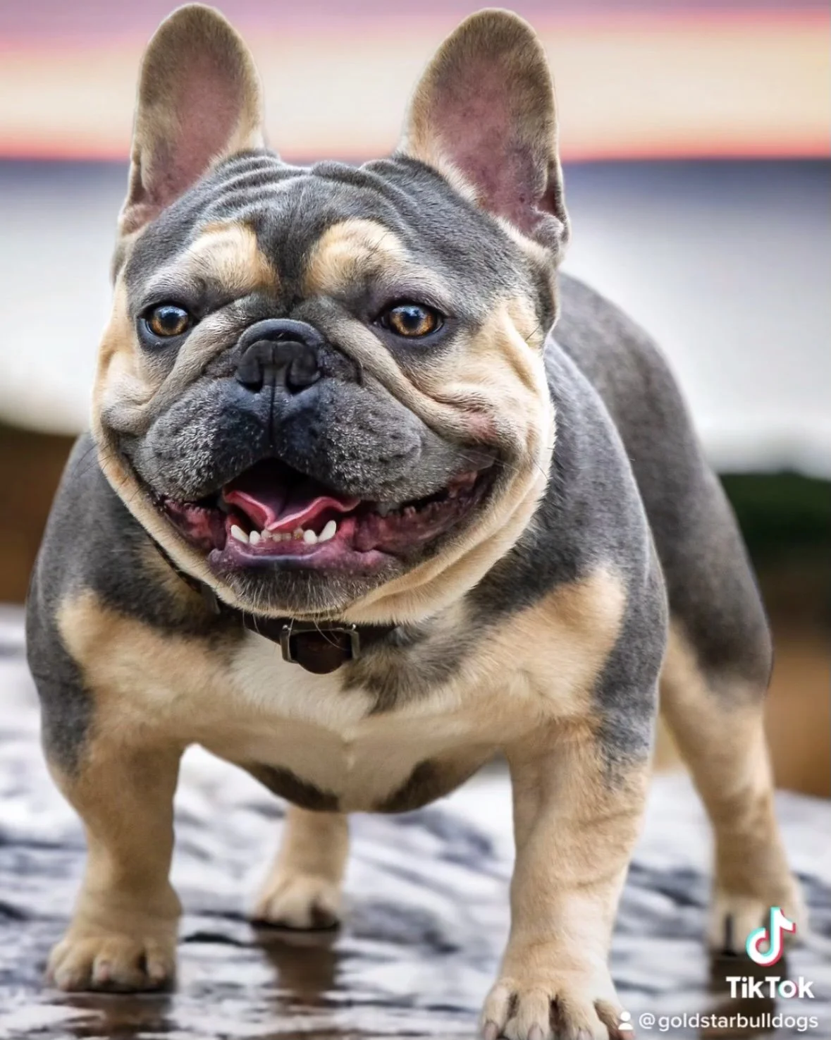 French Bulldog Puppies for sale — Dream Workz Frenchies