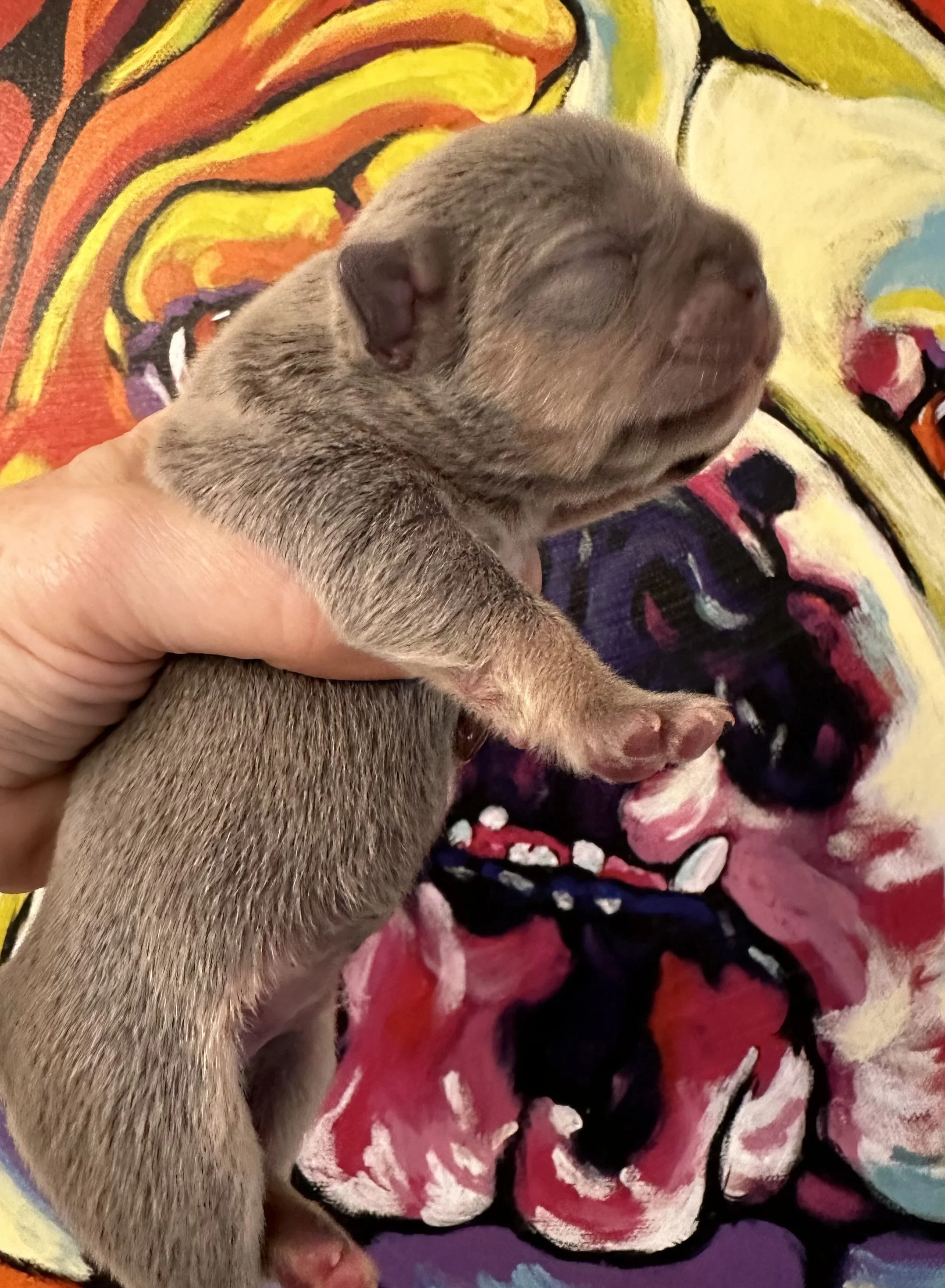 French Bulldog Puppies for sale — Dream Workz Frenchies