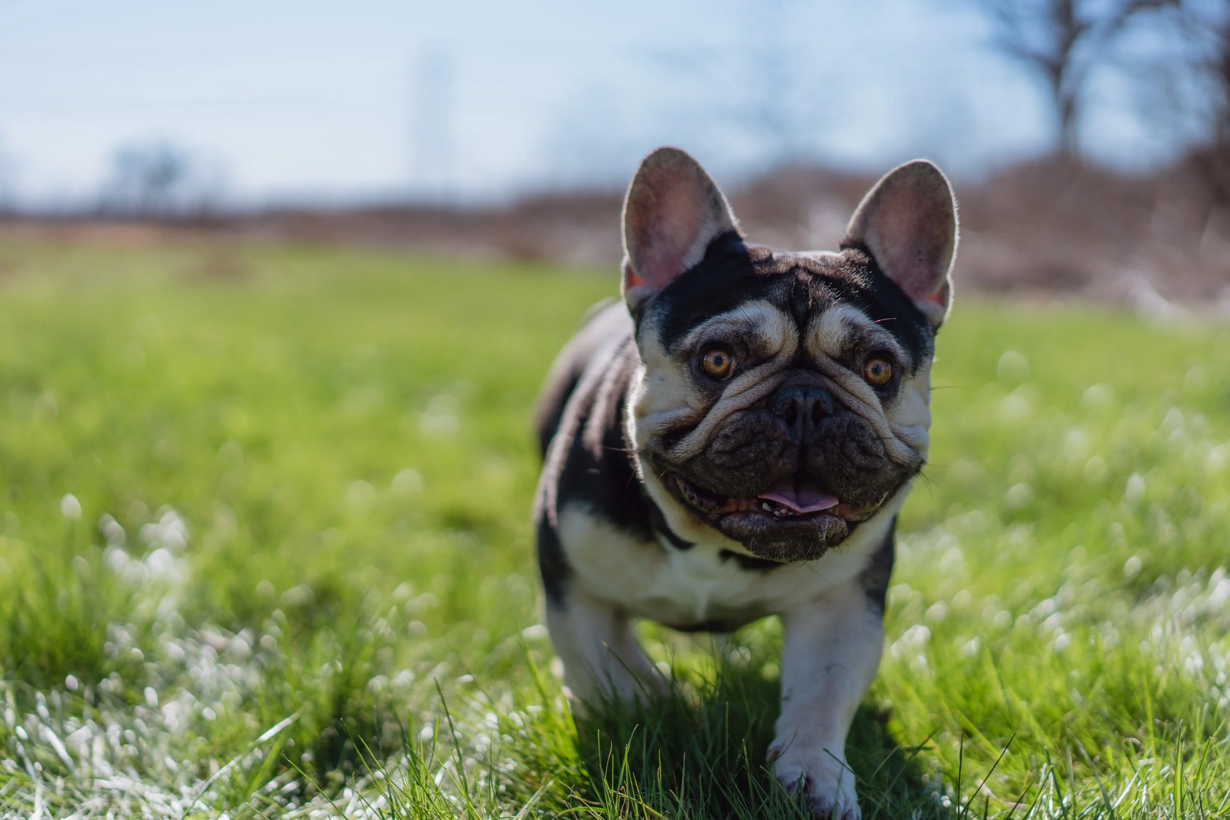 Dream Workz Frenchies - French Bulldog Breeder