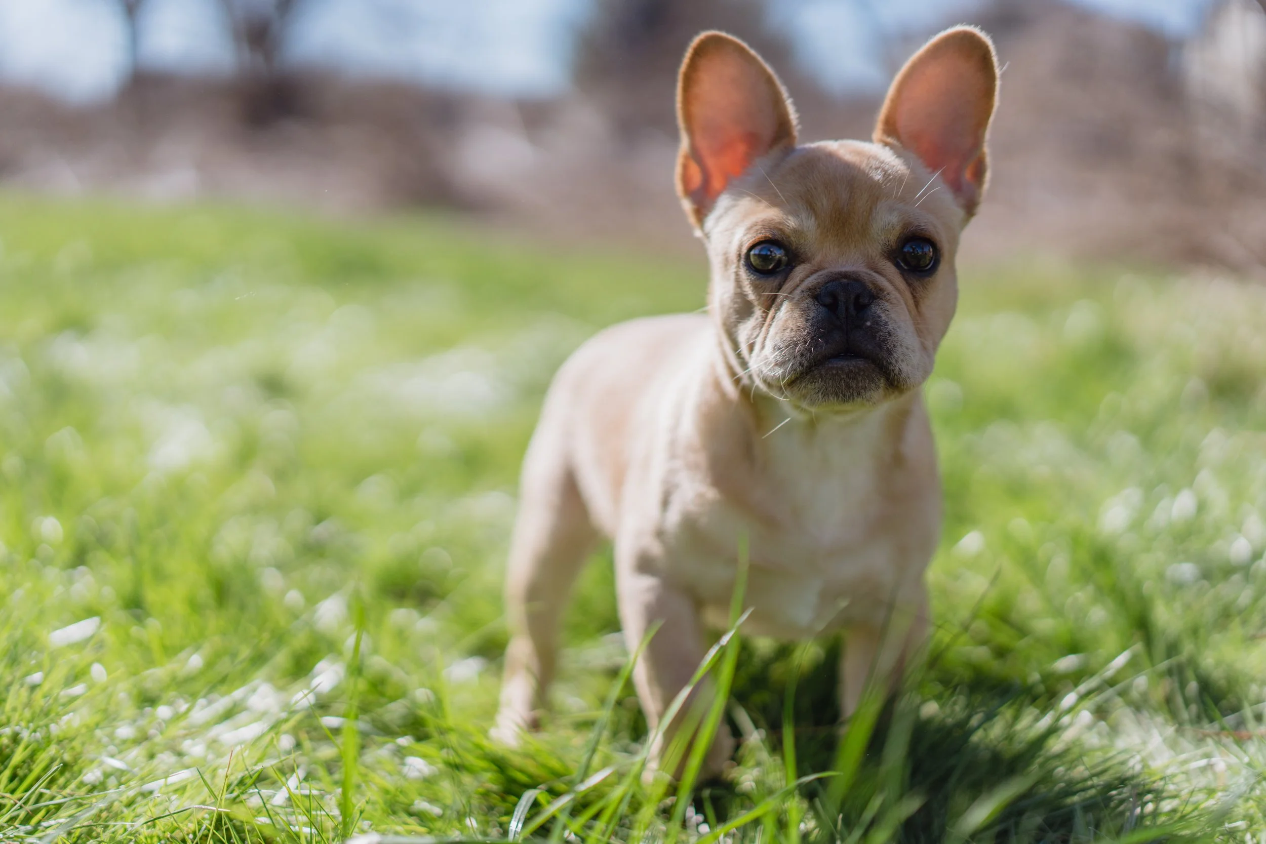 Become a French Bulldog Owner: Start Your Application Here — Dream ...