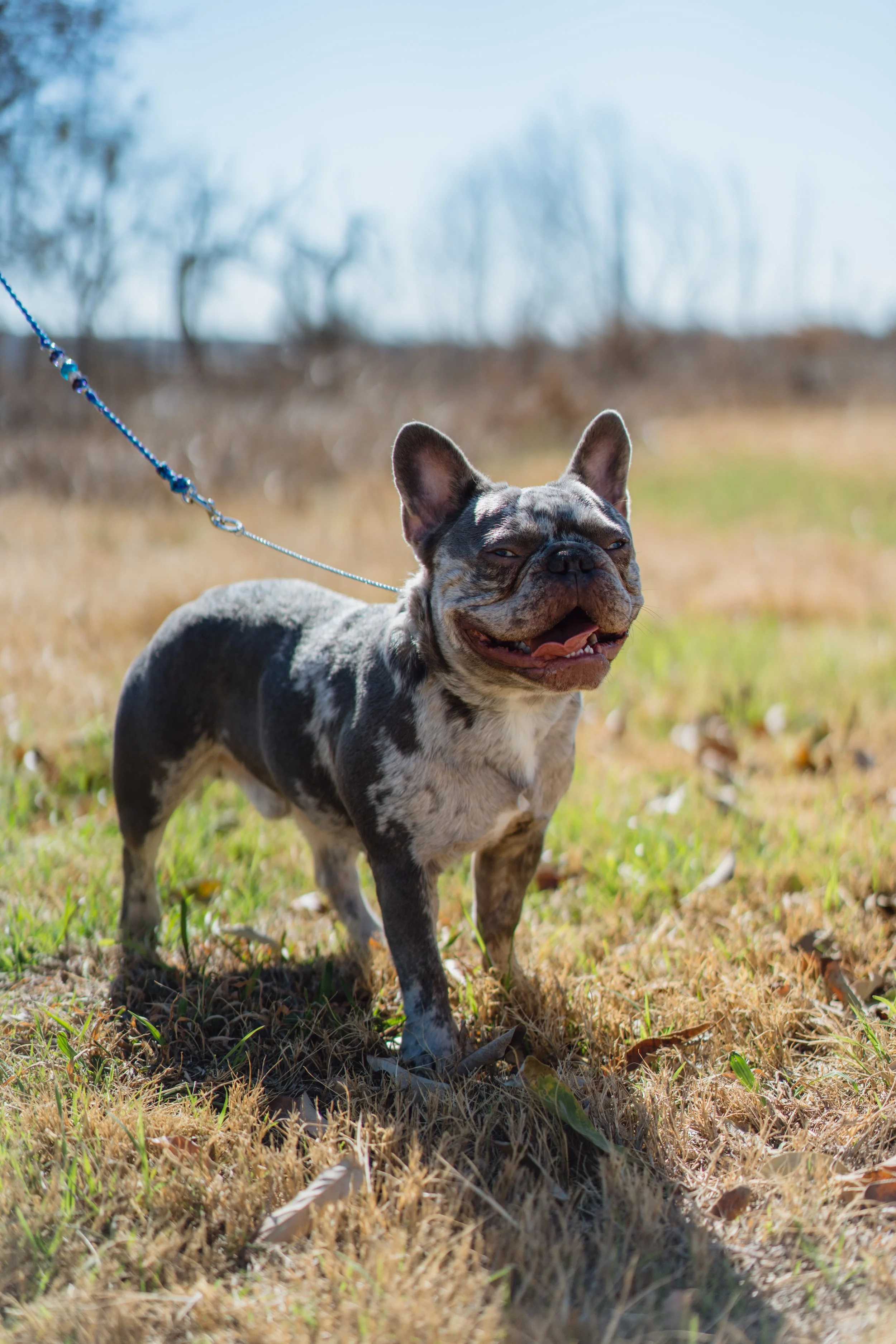 Dream Workz Frenchies - French Bulldog Breeder