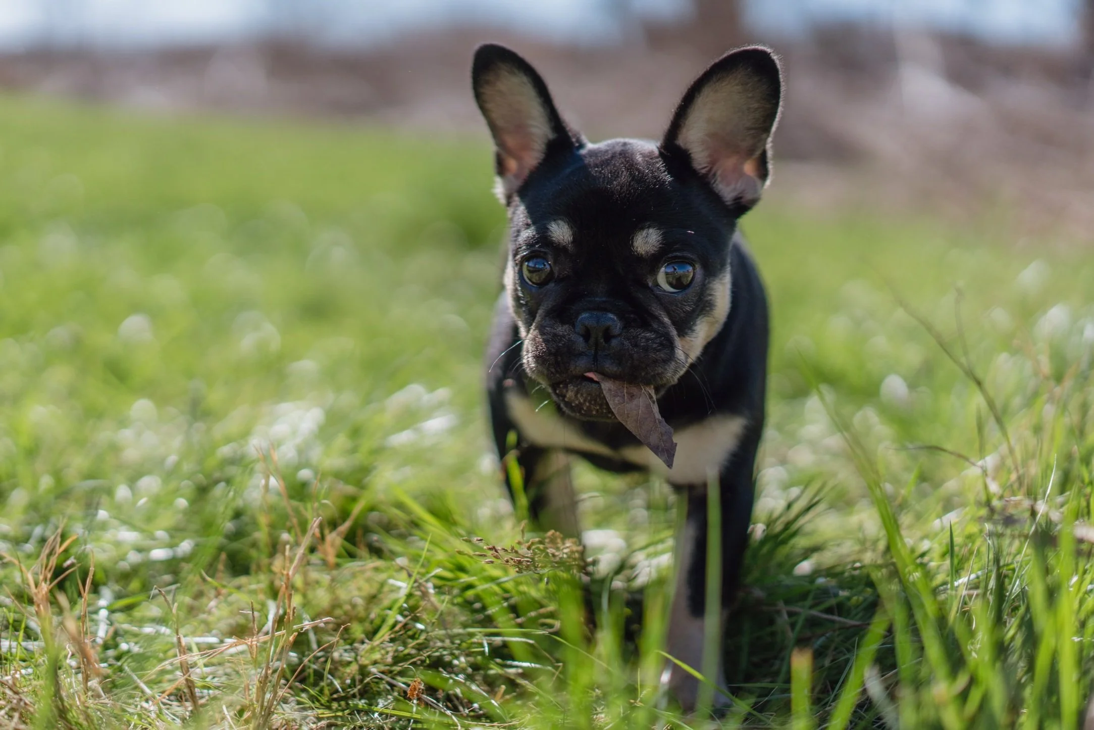 Dream Workz Frenchies - French Bulldog Breeder