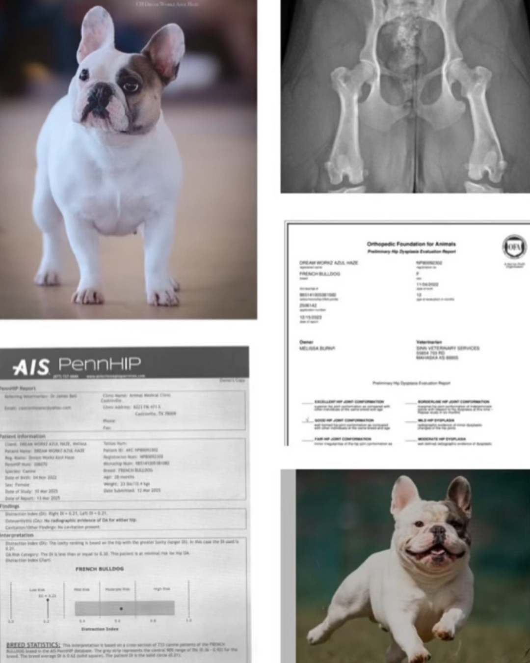 AKC French Bulldog Puppies for Sale in San Antonio — Dream Workz Frenchies