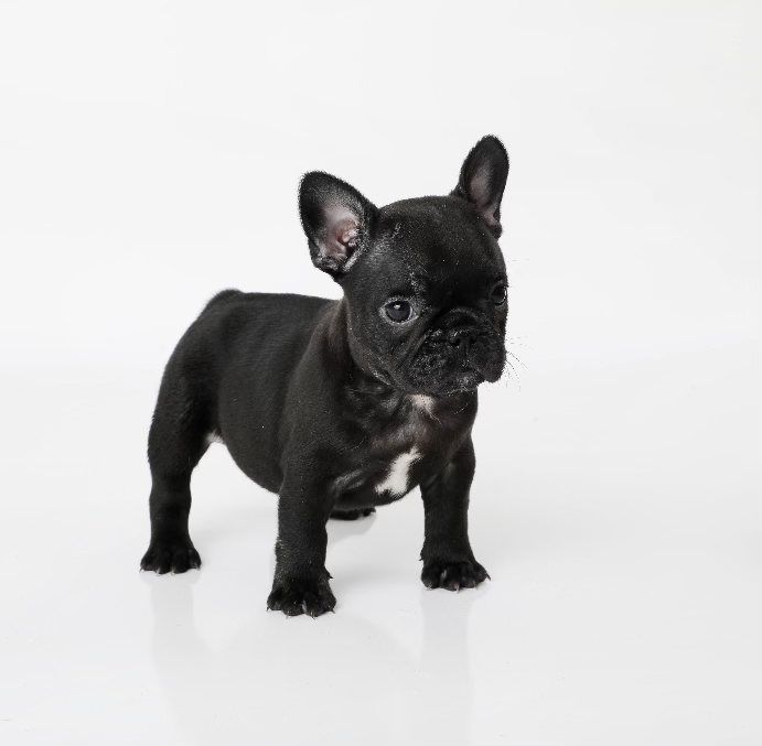 Dream Workz Frenchies - French Bulldog Breeder