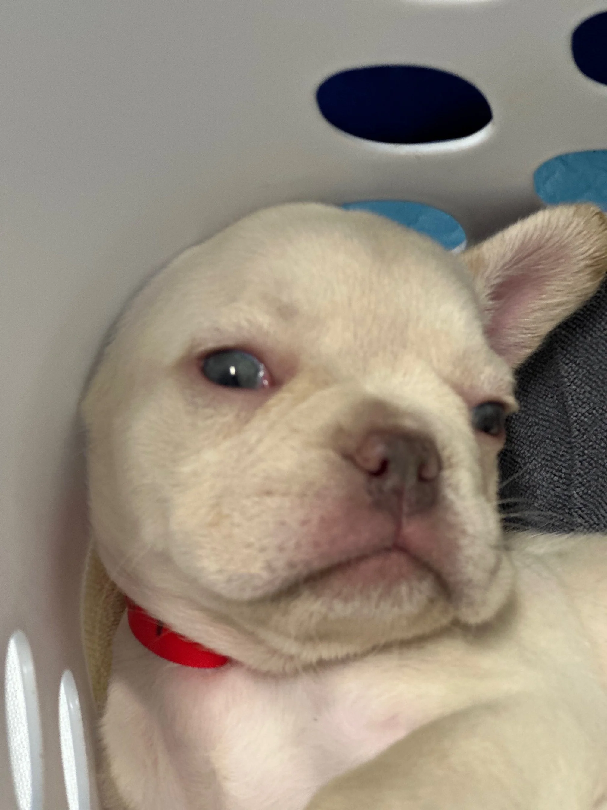 French Bulldog Puppies for sale — Dream Workz Frenchies