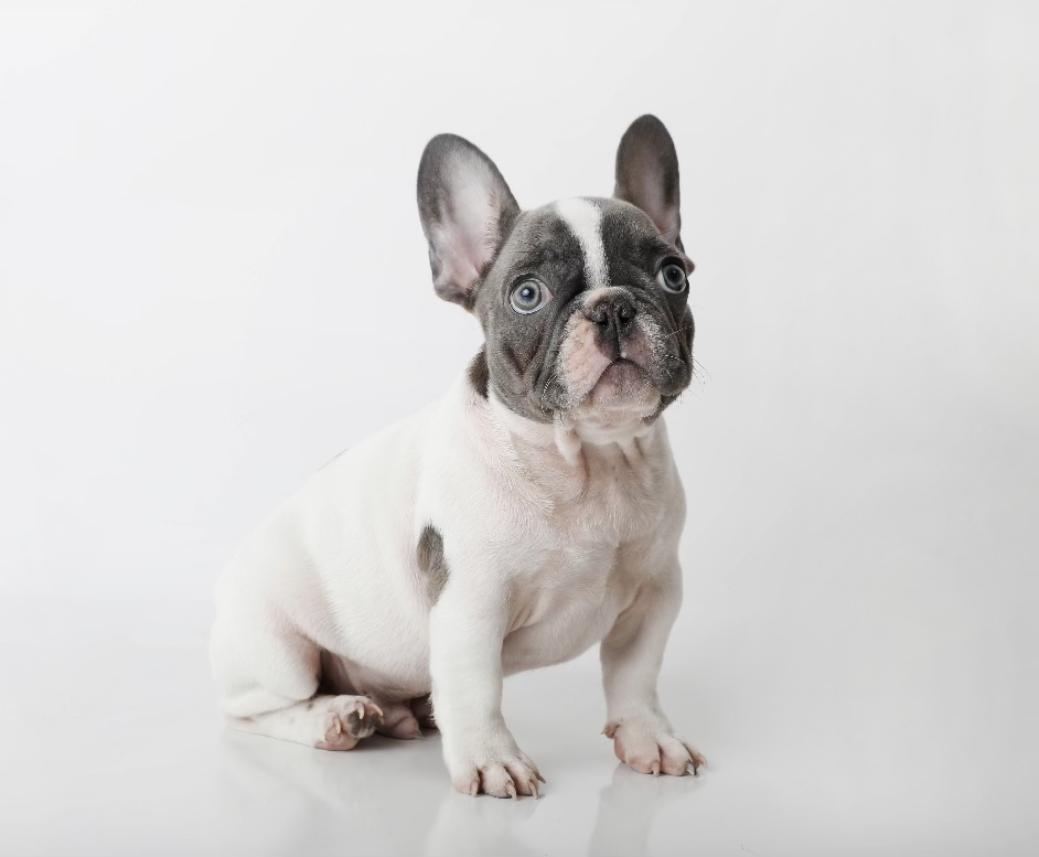 Dream Workz Frenchies - French Bulldog Breeder