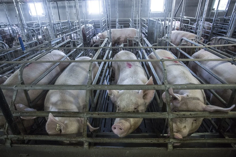 Why Animal Rights — GARP