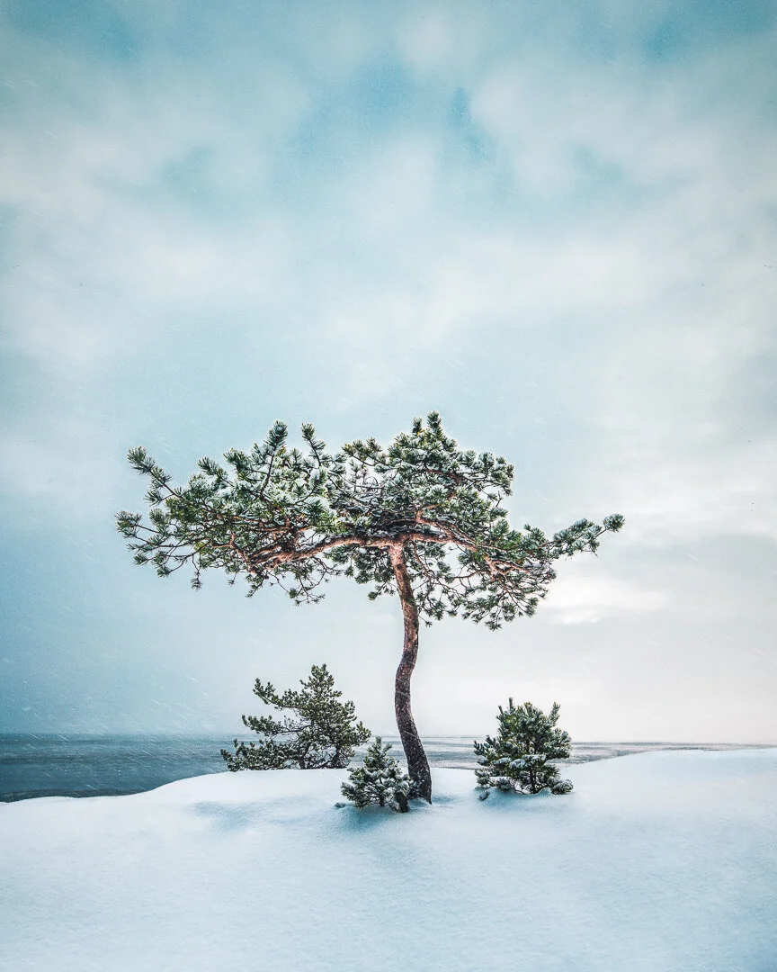 Lonely Tree - A beautiful day on the coast of Finland — Mikko Lagerstedt