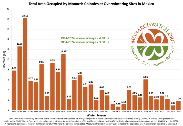 Monarch Butterfly Population Surges 99% – A Stunning Comeback in 2025 ...