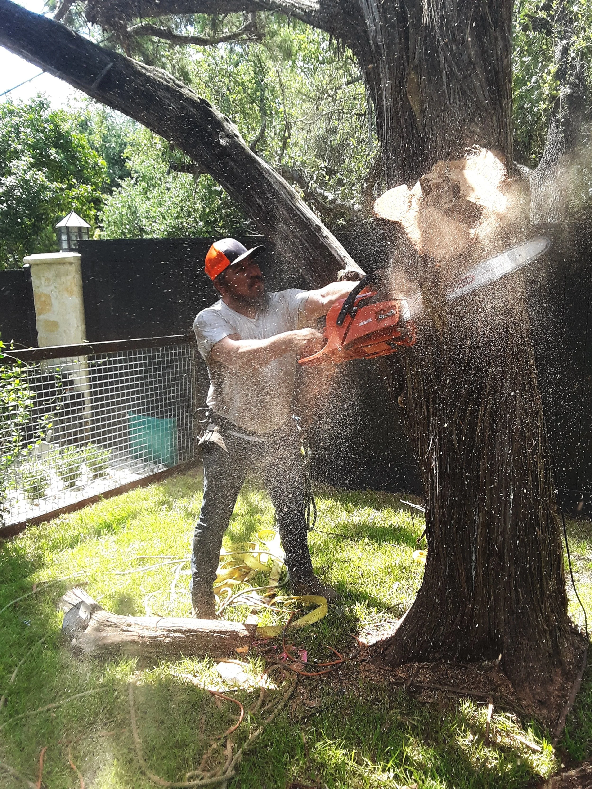 About 5 — BCD Tree and Environmental