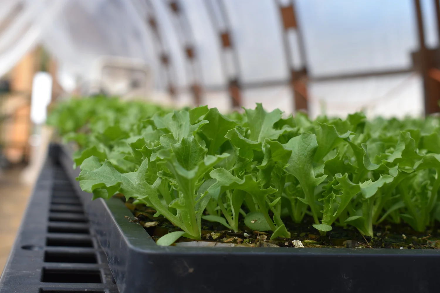 Long Lane Farm | Organic Produce Farm | Warren, RI