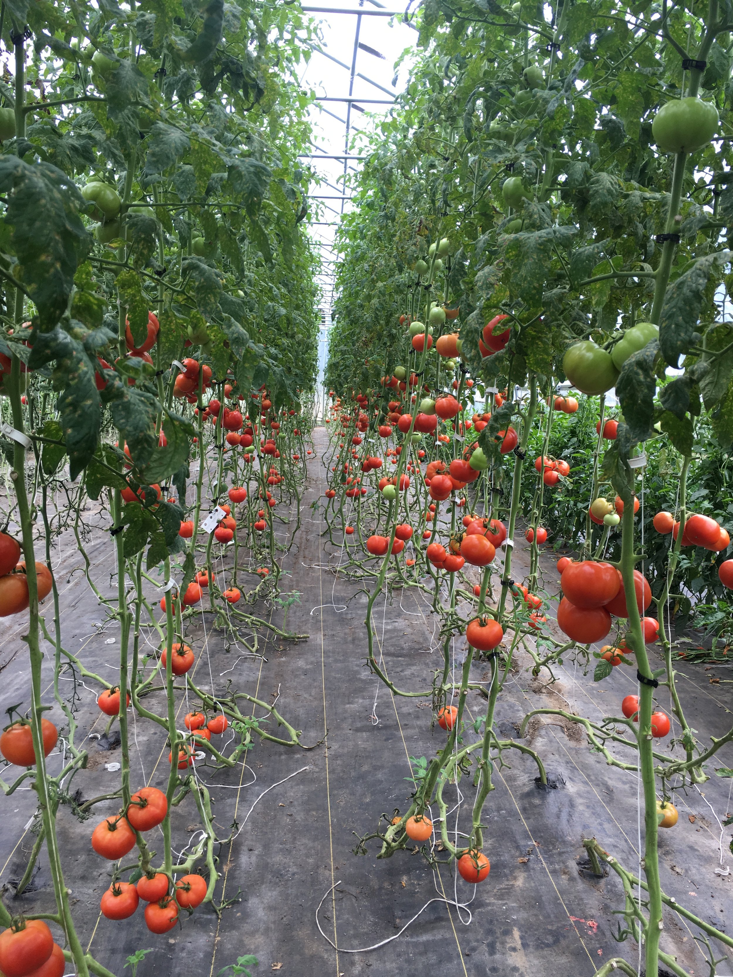 Long Lane Farm | Organic Produce Farm | Warren, RI