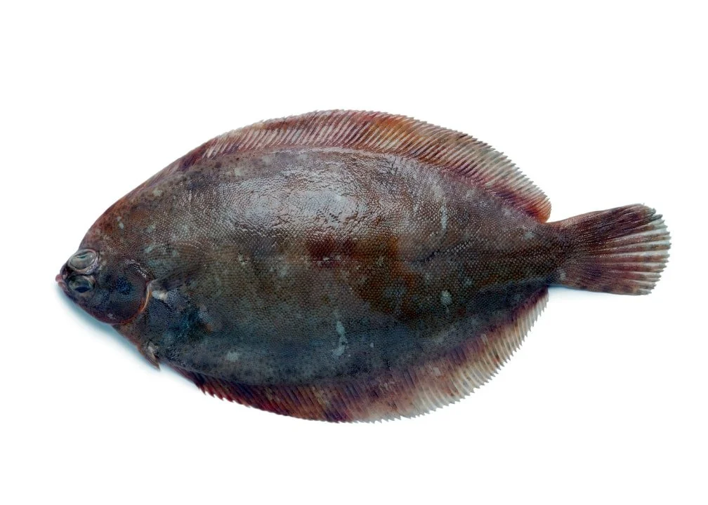 Guide de pêche aux espèces de poisson récréatives