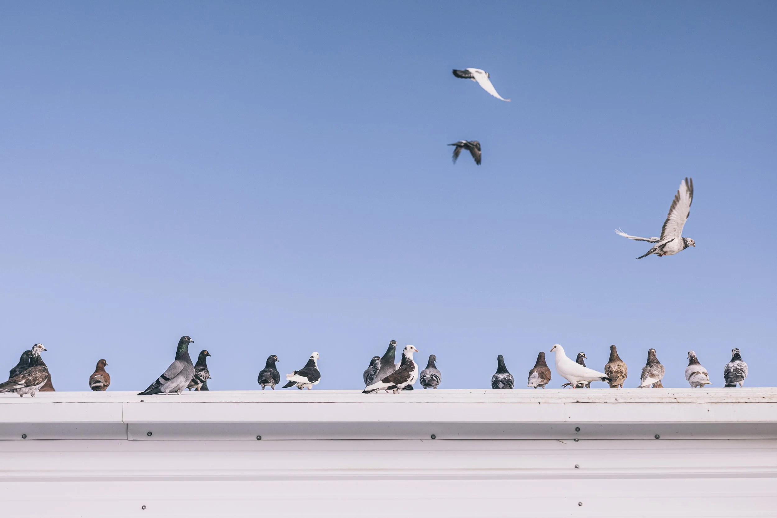 Dowell & Co. Photography and Art Direction