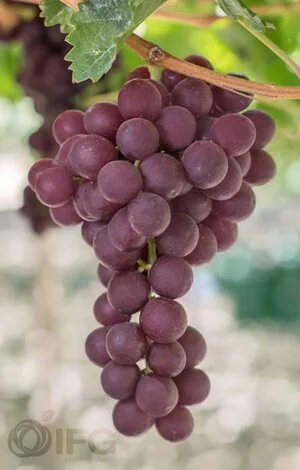 What are IFG Grapes? — MurrayFamilyFarms