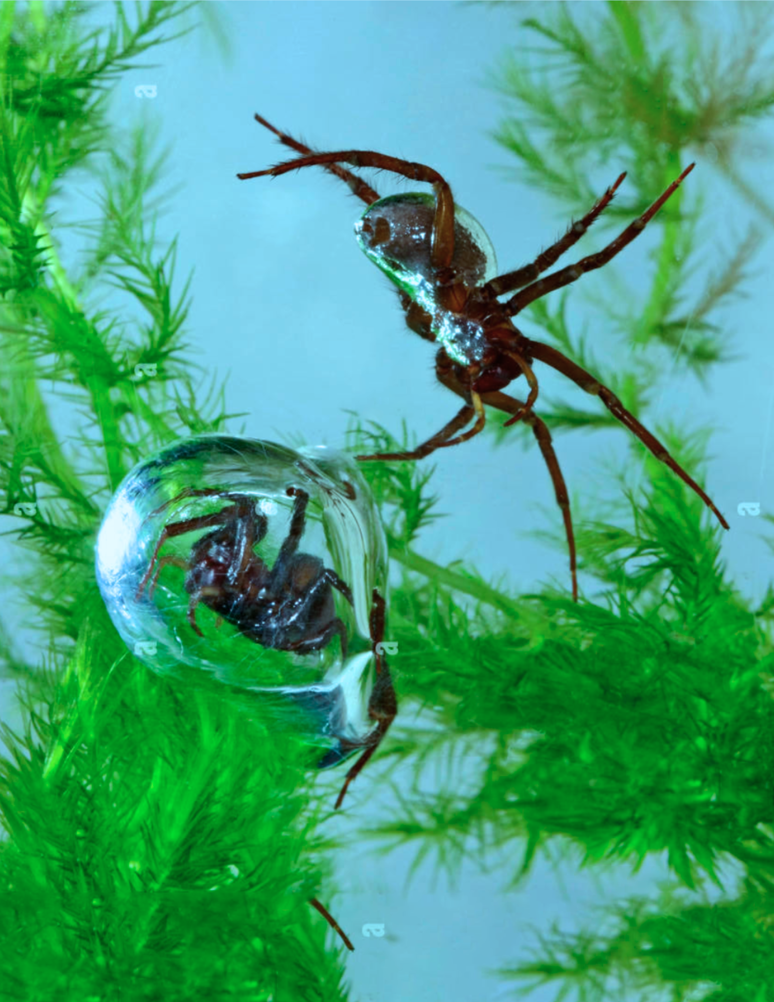 Water Spiders — MurrayFamilyFarms