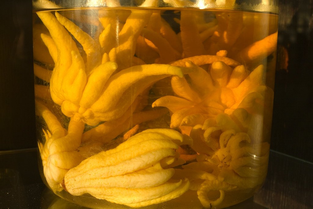 Fascinating Buddha’s Hand Citron | History, Uses, and Growing Practices ...