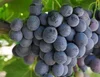 What are IFG Grapes? — MurrayFamilyFarms