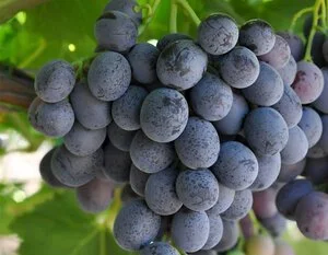 What are IFG Grapes? — MurrayFamilyFarms