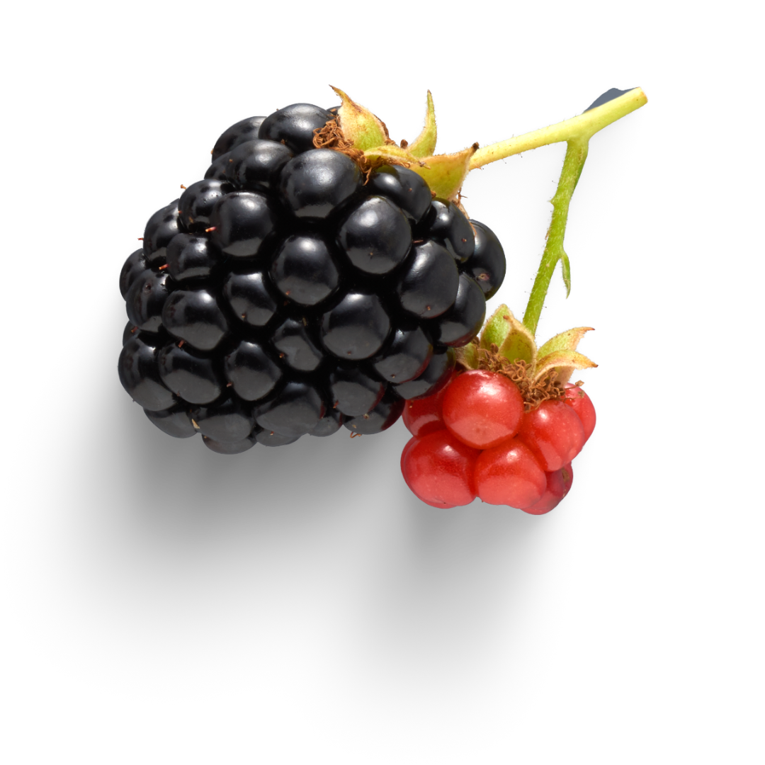 Spring Break Farm Fun for the whole family! — MurrayFamilyFarms