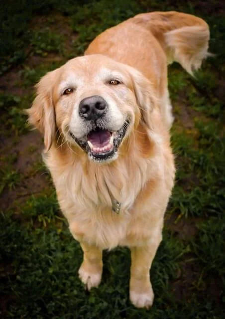 San Francisco Dog Walking — SF Bay Area Dog Walking & Dog ...