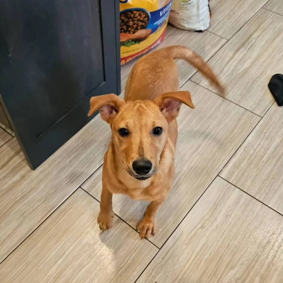 Our Pups — Potcake Puppy Palace