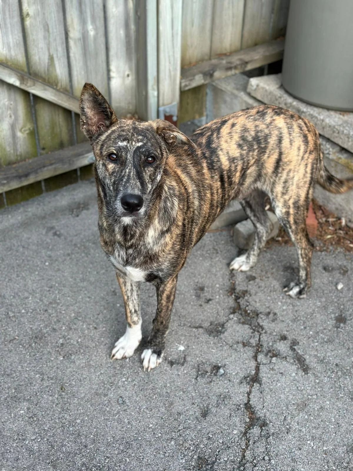 Our Pups — Potcake Puppy Palace