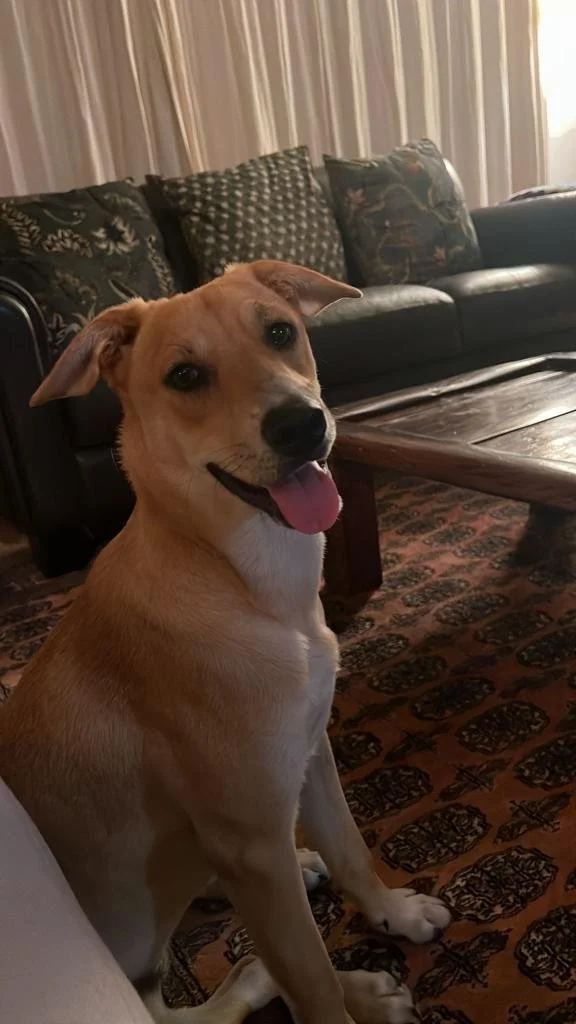 Our Pups — Potcake Puppy Palace