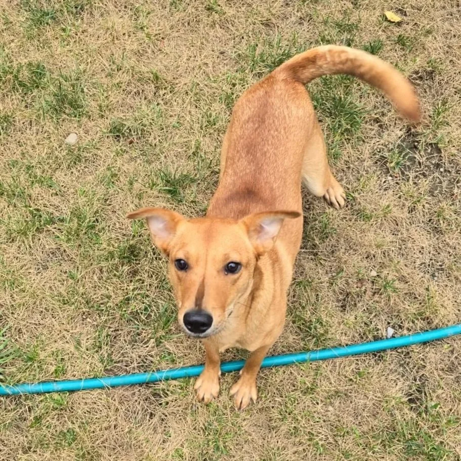 Our Pups — Potcake Puppy Palace