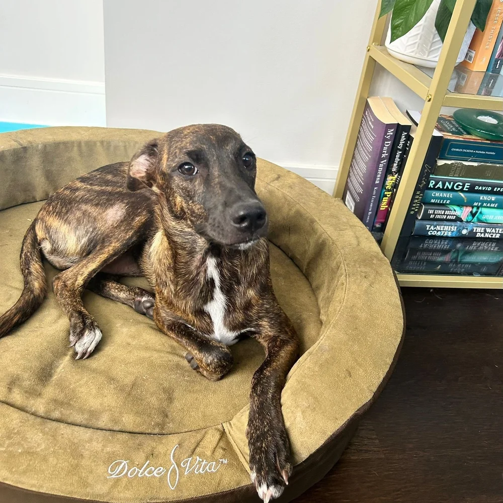 Our Pups — Potcake Puppy Palace