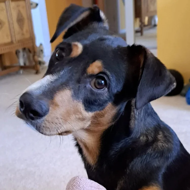 Our Pups — Potcake Puppy Palace