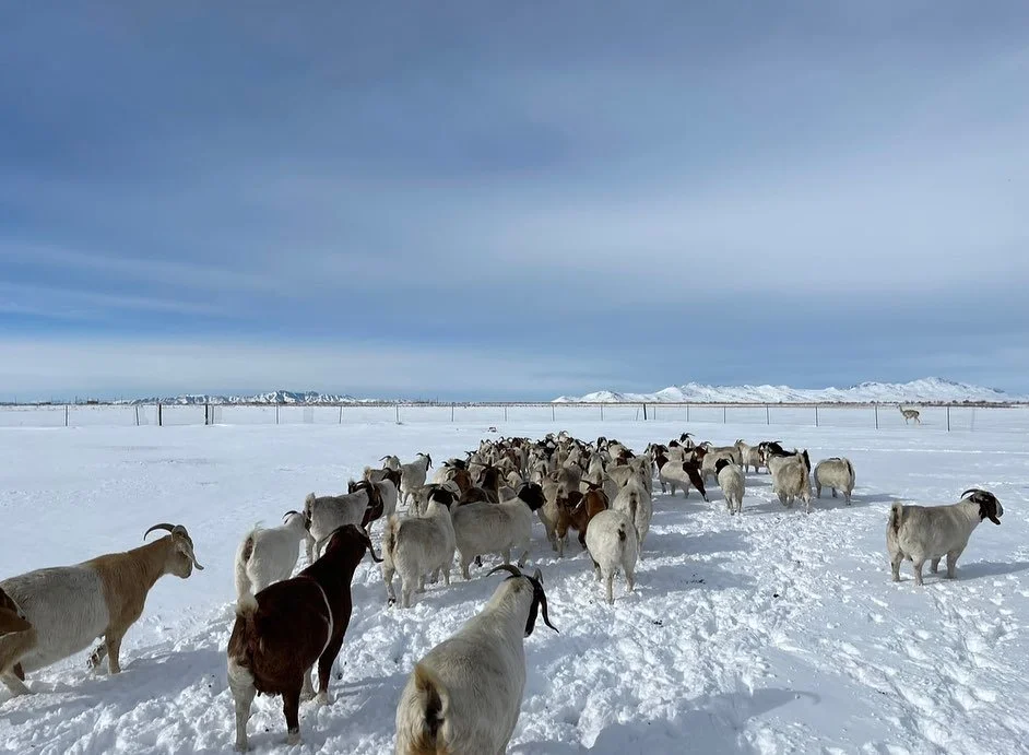 Utah Refugee Goats