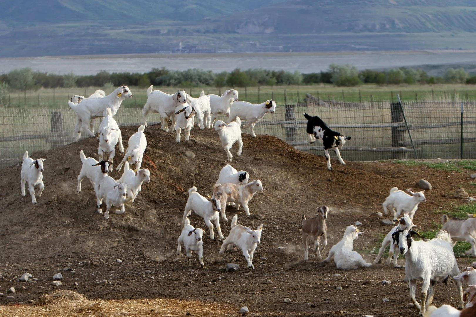 Utah Refugee Goats