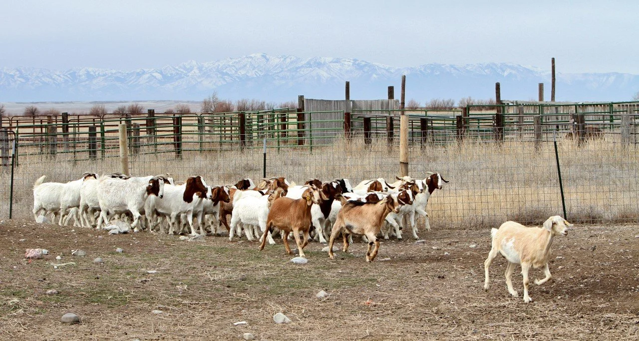 Utah Refugee Goats
