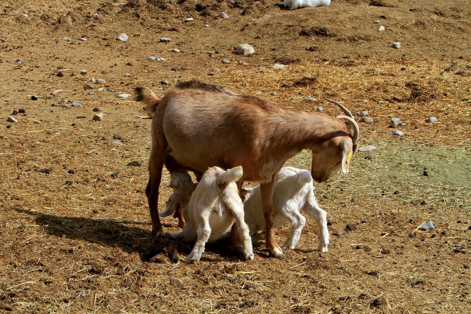 Utah Refugee Goats