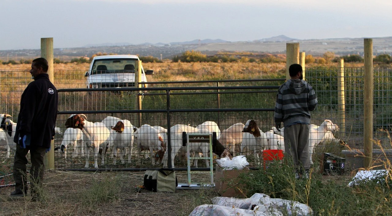 Utah Refugee Goats