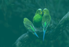 Let Companion Birds Fly-Home
