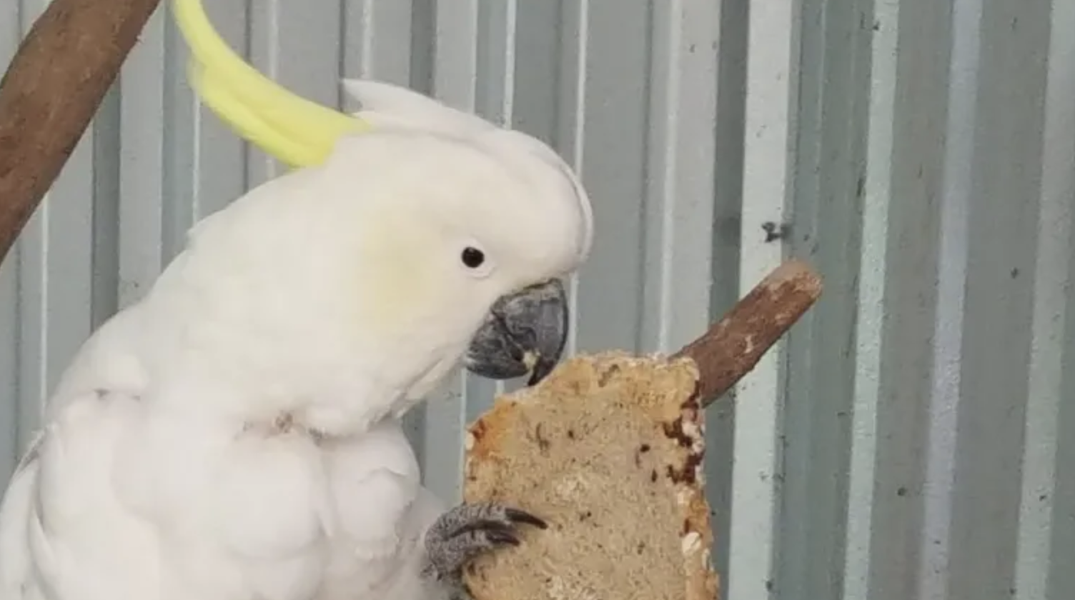 Rescue, Adopt, Foster — Let Companion Birds Fly
