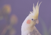 Let Companion Birds Fly-Home