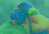 Let Companion Birds Fly-Home