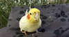 Rescue, Adopt, Foster — Let Companion Birds Fly