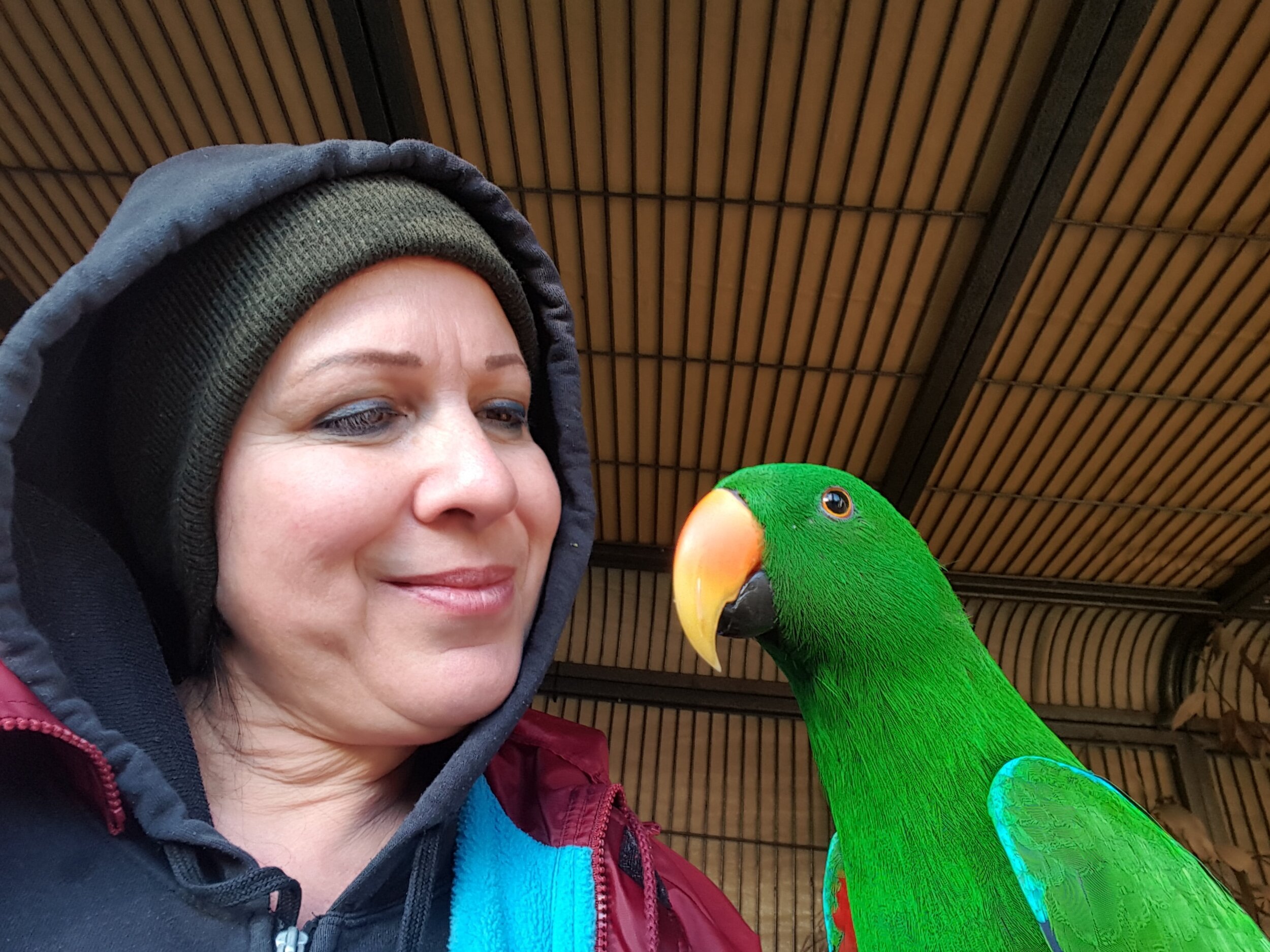 Crowdfunding Let Companion Birds Fly Crowdfunding Let Companion Birds Fly